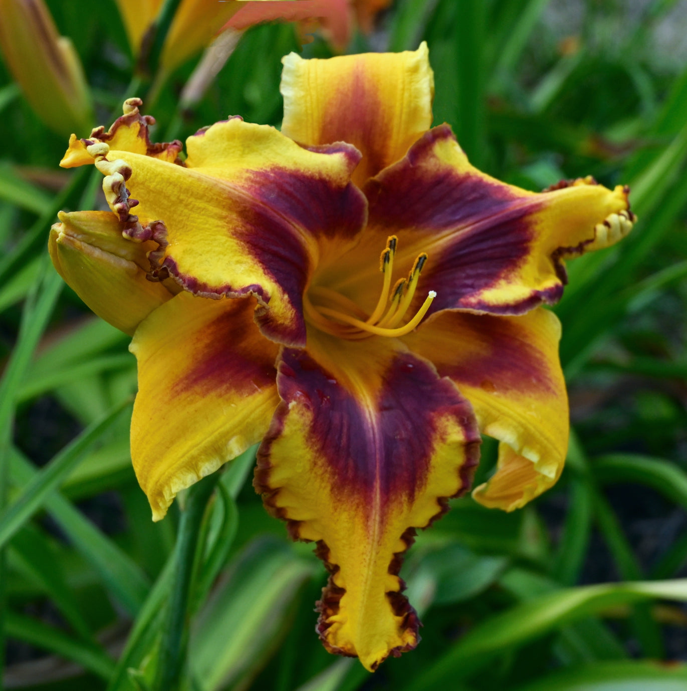 Ruffled – Dynamic Daylilies
