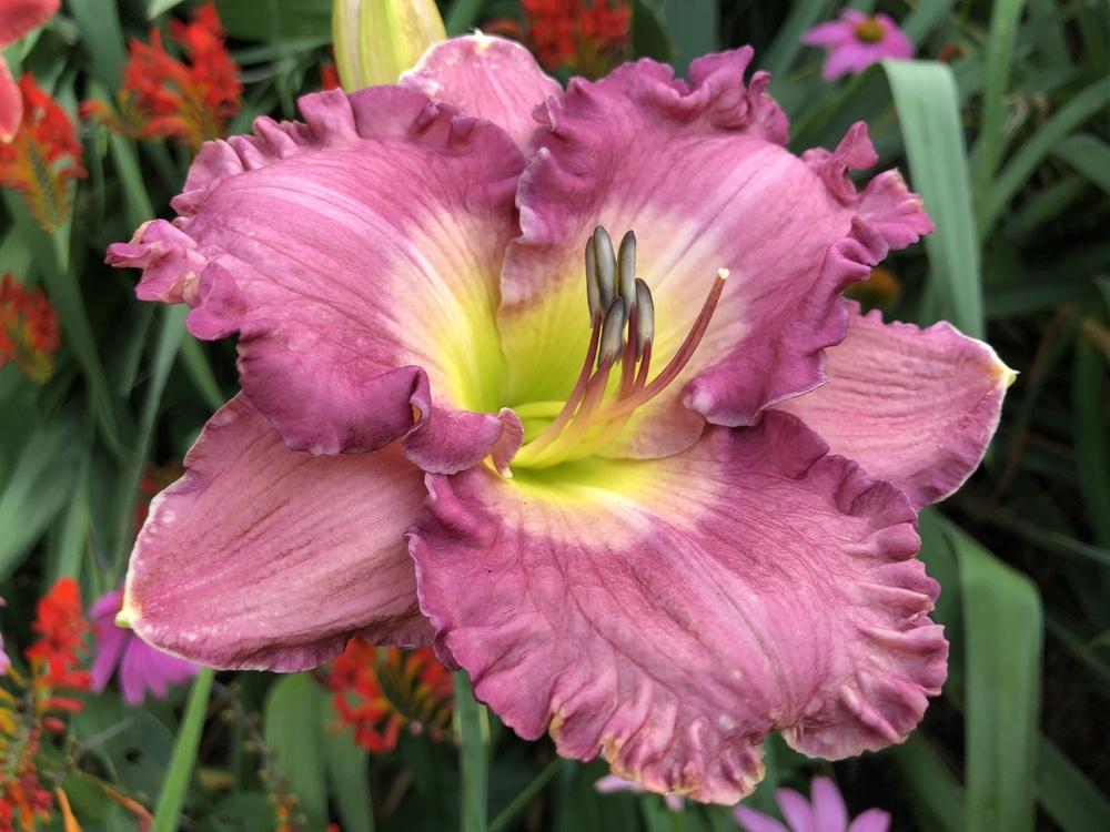 Christian Fletcher – Dynamic Daylilies