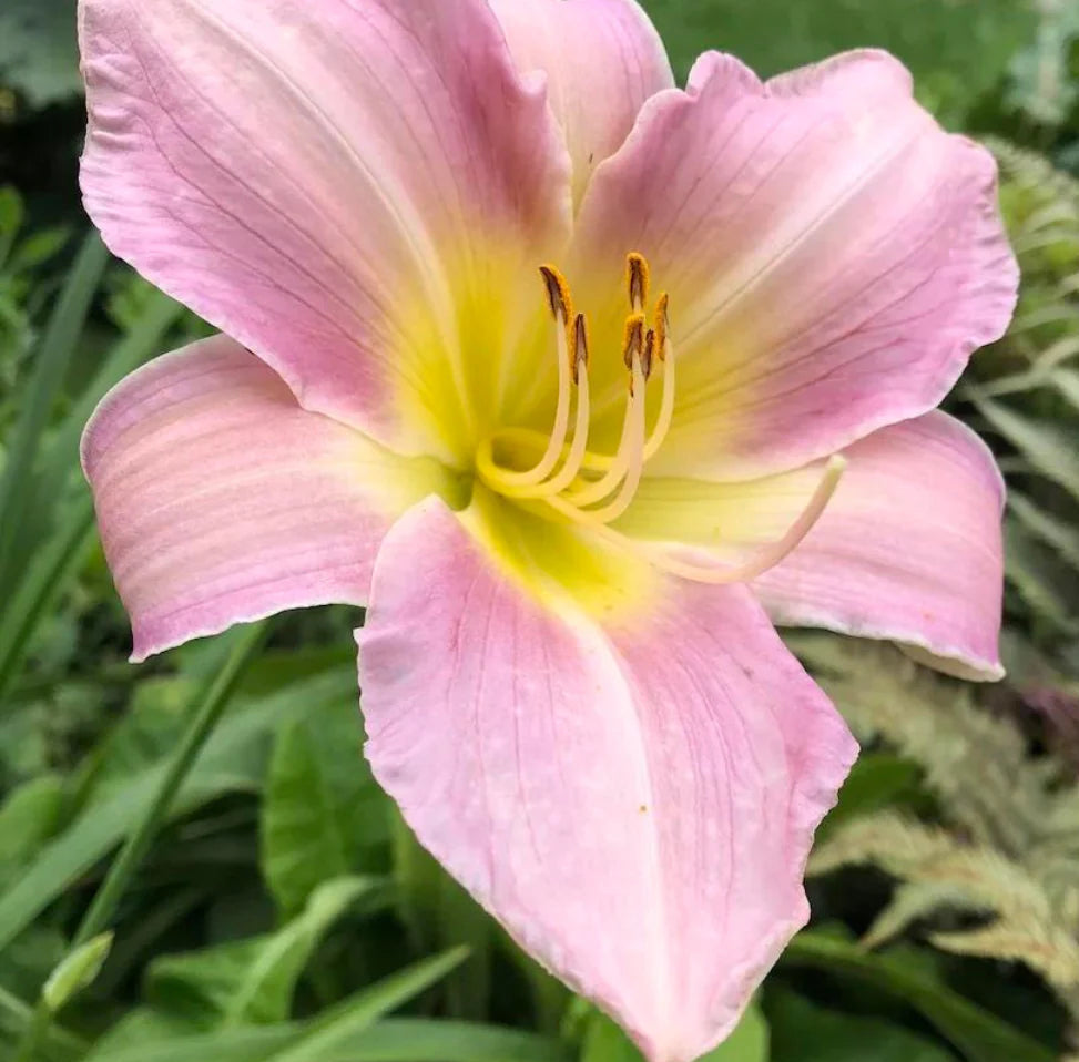 Trenton Pink Quiller – Dynamic Daylilies