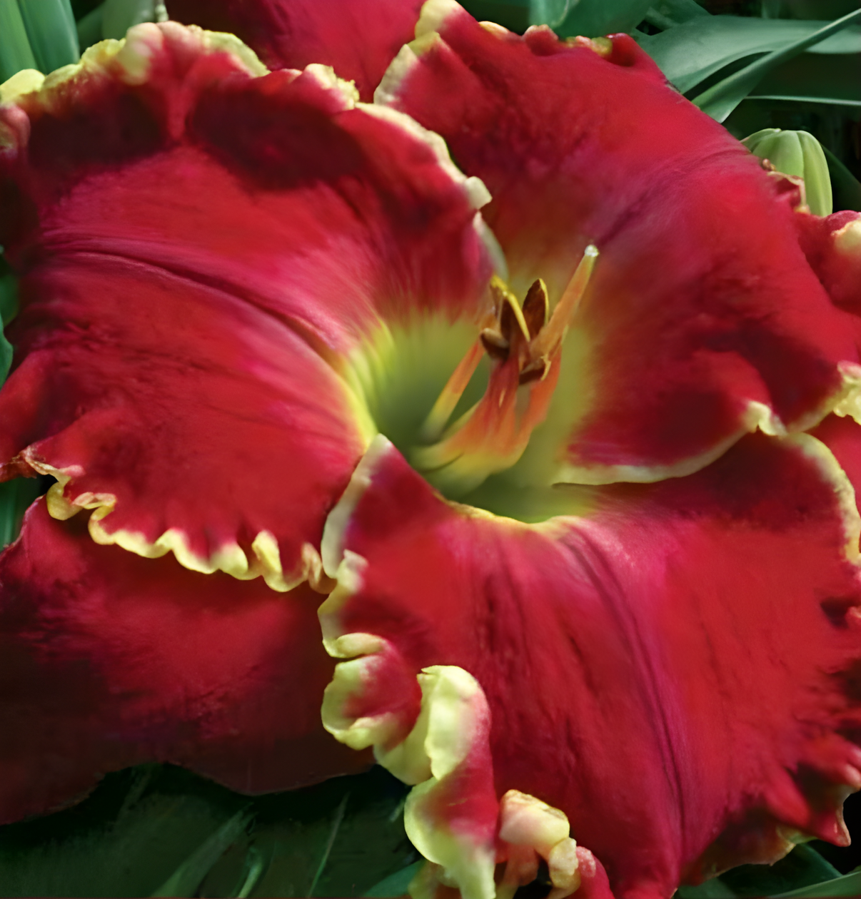 Chinese Fire Dragon – Dynamic Daylilies