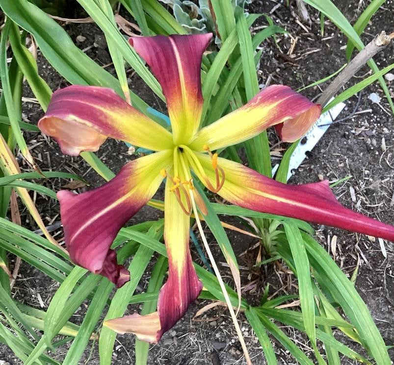 Shape Shifter Dynamic Daylilies Shape Shifter Dynamic Daylilies